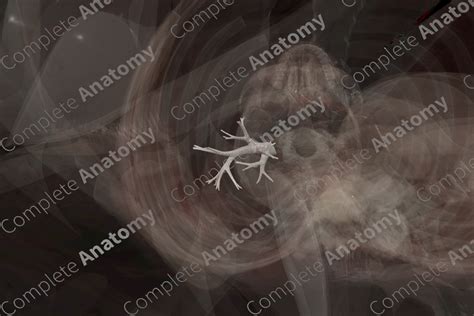 Bronchi Of Inferior Lobe Of Right Lung Complete Anatomy