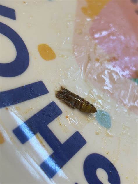 食品安全报告 Compassvale Bow，singapore