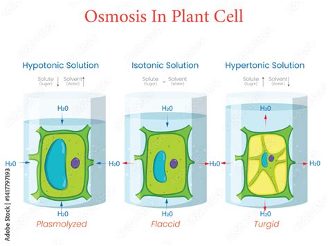 Plant Cell Osmosis Diagram Showing Hypotonic Isotonic And Hypertonic