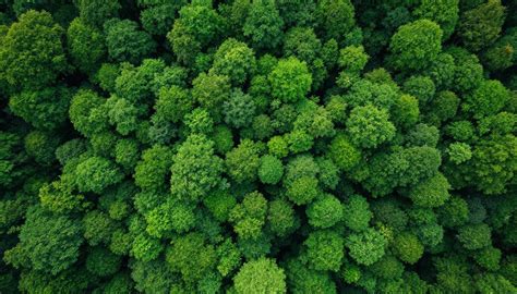 Voyage En Guyane Découvrez Les Merveilles Cachées De La Forêt Amazonienne
