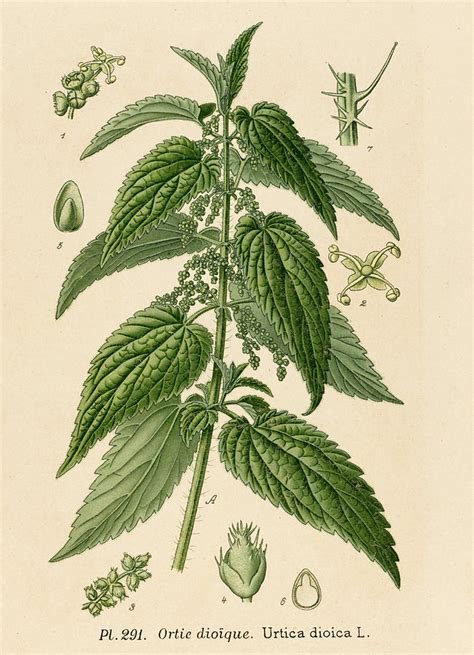 Stinging Nettle Drawing