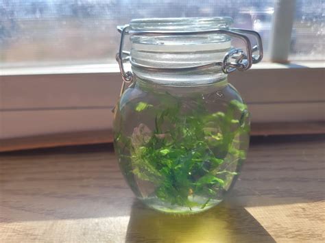 Süßwassertang In A Teeny Jar Rjarrariums