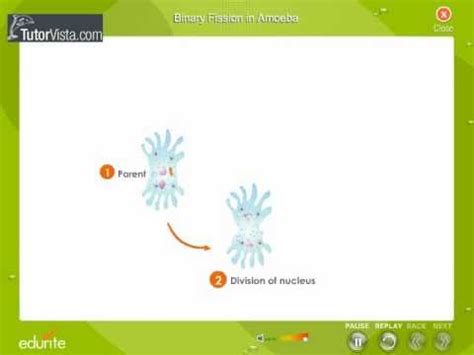 Binary Fission In Amoeba Video Lecture Class