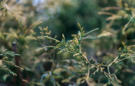 Cedro Do Líbano História Simbolismo E Sustentabilidade