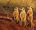 Upright Posture Wikipedia