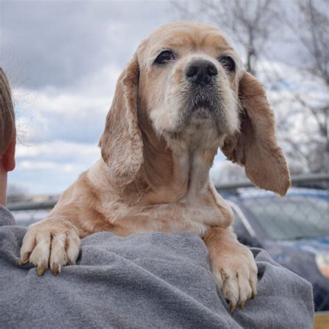 Judith Animal House Shelter