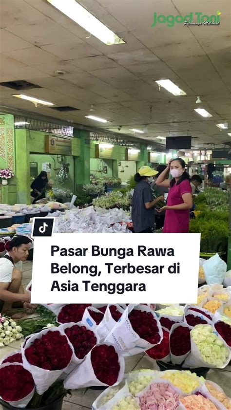 Pasar Bunga Rawa Belong Surga Bunga Di Jakarta Barat Tiktok