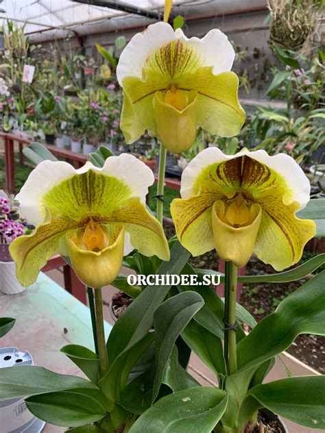 Paphiopedilum American Hybrid 015 Орхидеи