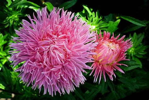 Aster Flores Color De Rosa Foto Gratis En Pixabay Pixabay