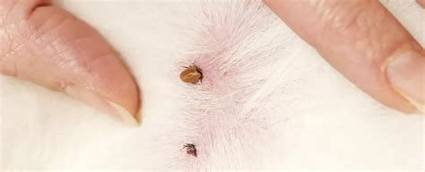 How To Remove Ticks From Dogs Puainta®