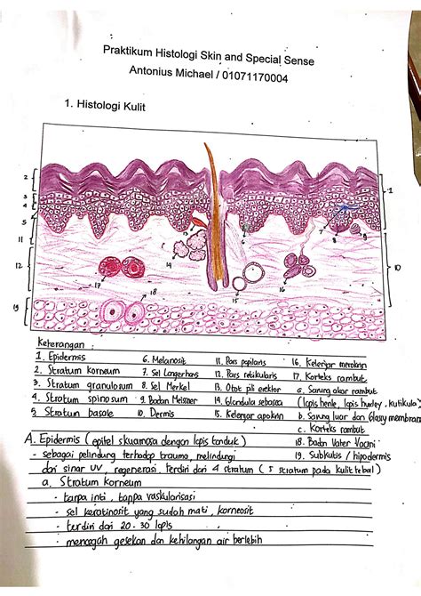 Solution Assignment Block Sss Histology Studypool