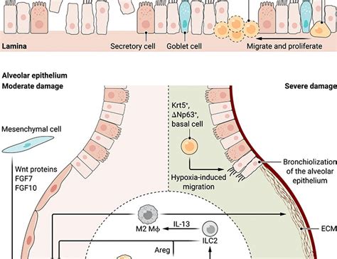 Mohammad Vaziri On Linkedin Immune Determinants Of Chronic Sequelae