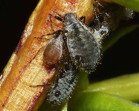 Cinara Juniperi Juniper Aphid Identification Images Ecology