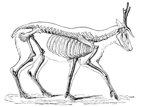 White Tailed Deer Anatomy Deer Anatomy Etsy White Tailed Deer Anatomy Deer Anatomy Etsy