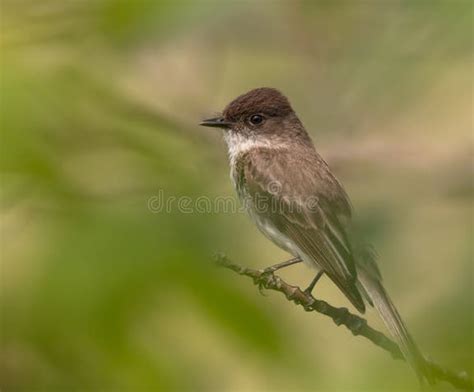Eastern Phoebe Framed With Green Stock Image Image Of Birdwatching Perching 367895655