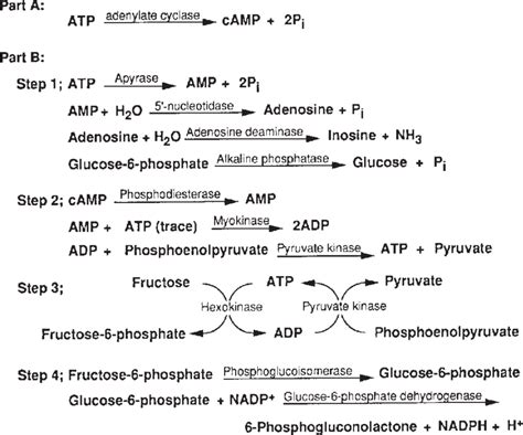 Diagram Of Reactions In The Enzymatic Fluorometric Assay For Cyclic Amp