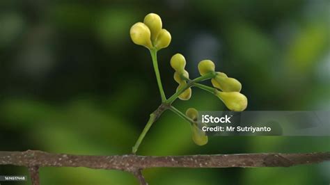 The Little Red Guava Flower Is Just Waiting To Be Big On Blur