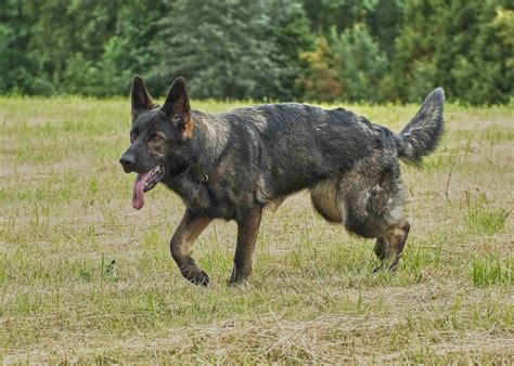Gray Sable German Shepherd Puppies