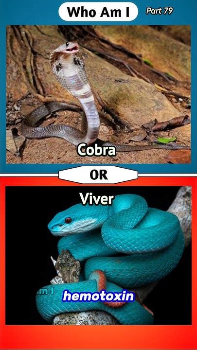 Cobra Or Viver A Snake That Has Hemotoxin Poison Shorts Game