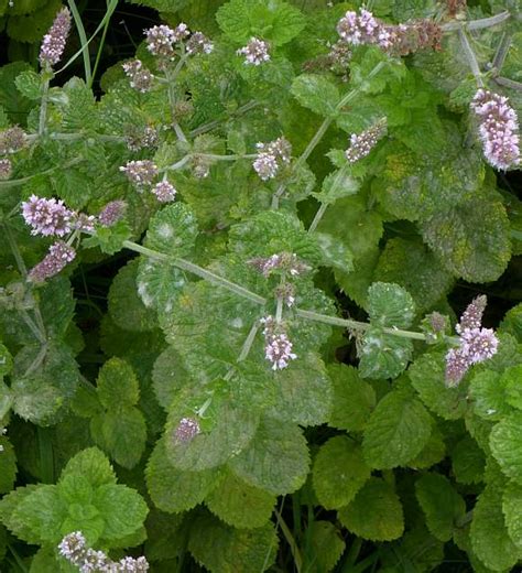 Mint Apple Apple Mint Wild Flower Finder