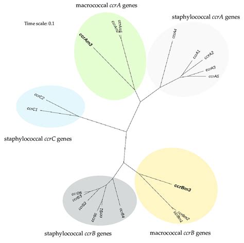 Phylogenetic Relationships Among Ccr Genes In Macrococcus And Download Scientific Diagram