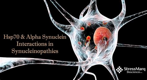 Hsp70 And Alpha Synuclein Interaction In Synucleinopathies Stressmarq Biosciences Inc