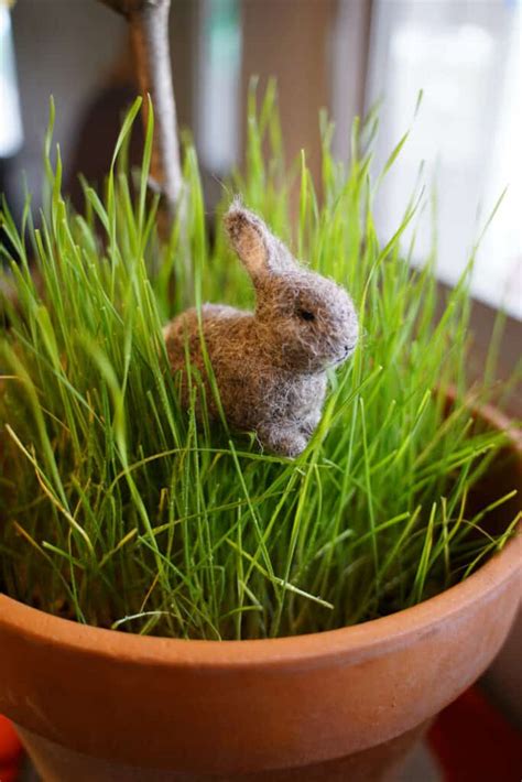 How To Grow Easter Grass Toymaking Magic
