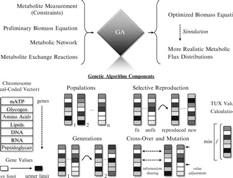 biomass equation optimization using a genetic algorithm ga