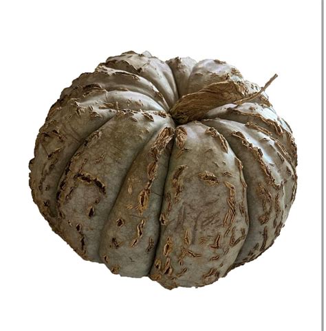 Please Help Identify This Ornamental Pumpkin Variety R Gardening