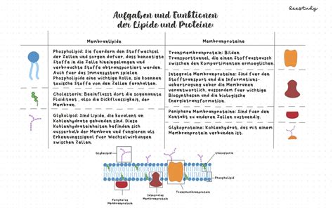 Einfach Erklärt Diffusion Und Osmose Einfach Erklärt Biomembran