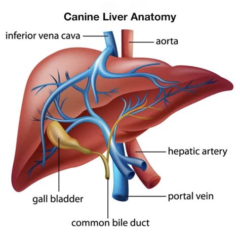 Liver Shunt In Dogs Causes Symptoms And Treatment Kingsdale Animal