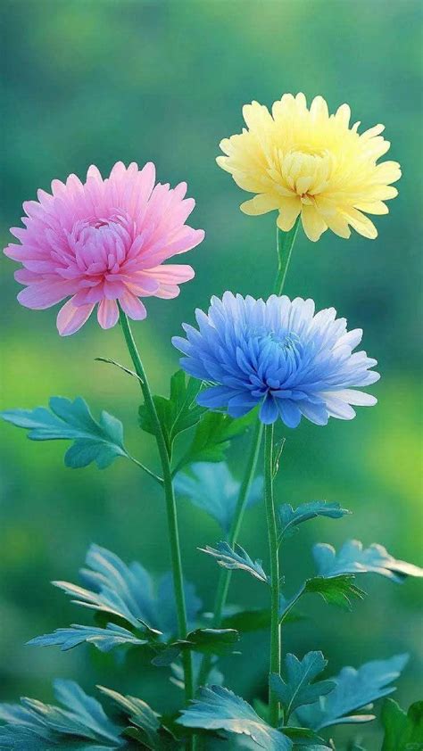 Beautiful Nature Images Hd Flowers With Beautiful Colours Beautiful