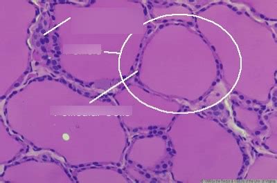 Thyroid Gland Histology Diagram Quizlet