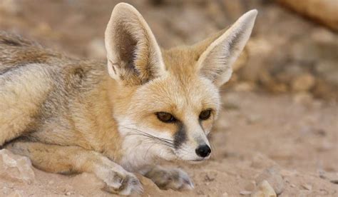 Rüppells Fox 10 Interesting Facts You Should Know