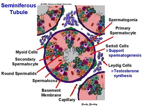 Endocrinology Of The Testis John Parrish References Williams