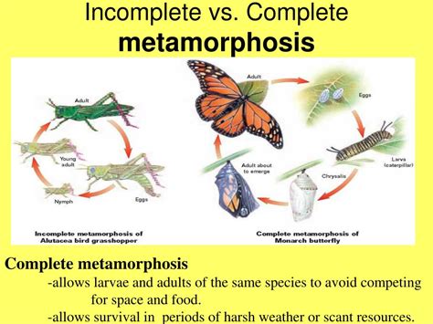 Ppt Chapter 36 Arthropods And Chapter 37 Insects Powerpoint