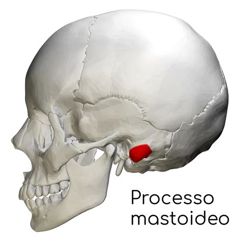 Mastoidite Acuta E Cronica Sintomi Cause E Cura