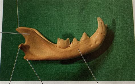 Neck Of Mandible
