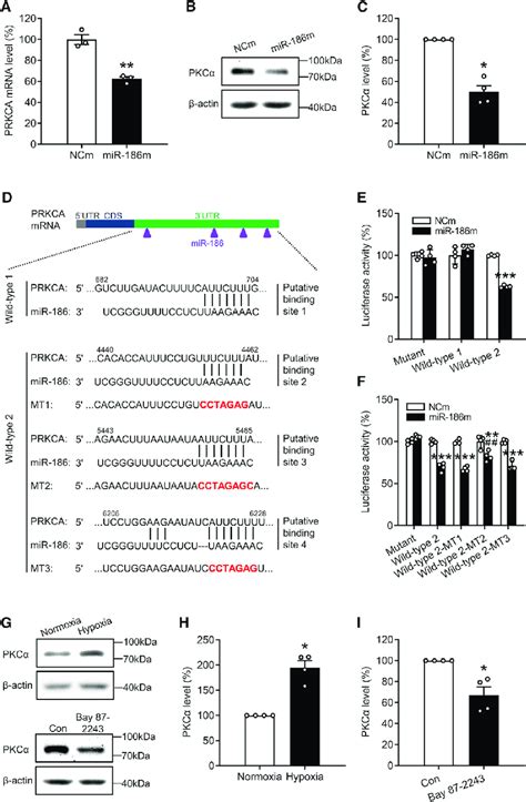 Mir 186 Targets Prkca In Ecs A Mrna Level Percentage Of Ncm Of Download Scientific Diagram
