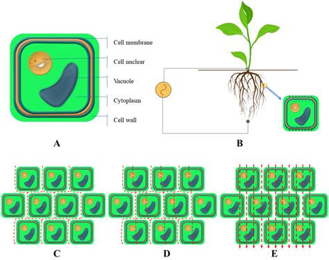 Root Cell Diagram 1 An Overview And Schematic Representation Of A