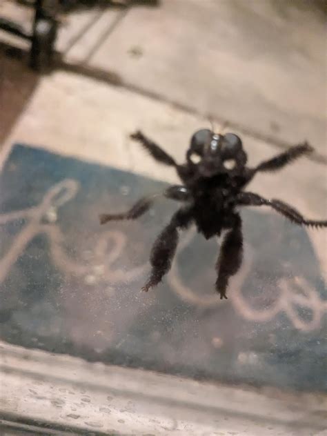 What Is This Giant Fuzzy Bug R Whatbugisthis