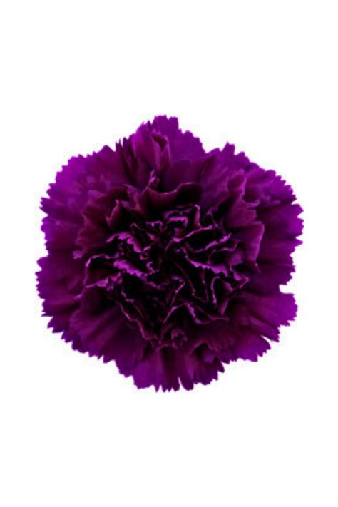 Carnation Florigene Moon Tea” Flora Fresh