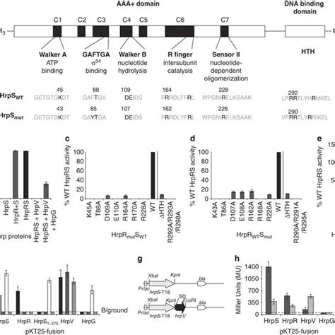 In Vivo Transcription And Proteinprotein Interactions Of Hrp