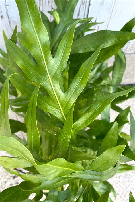 Microsorum Scolopendrium Lauae Iki 6 At Sprout Home