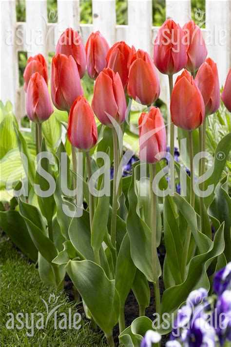 Tulip Orange Van Eijk