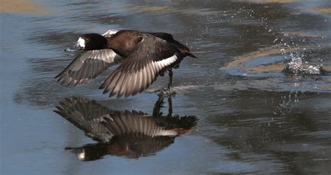 Lesser Scaup San Diego Bird Spot