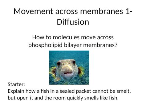 Pptx Movement Across Membranes 1 Diffusion How To Molecules Move