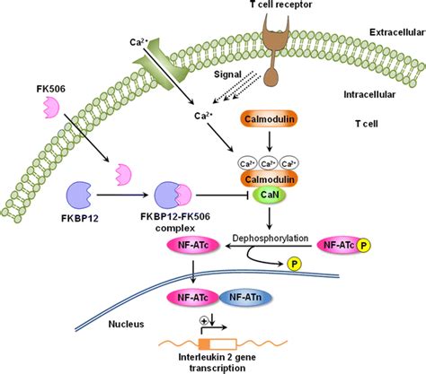 The Biosynthetic Pathway Of Fk506 And Its Engineering From Past