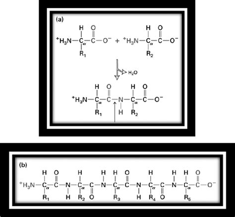 Animacao De Formacao De Ligacao Peptidica Química Nova Há Algo Novo