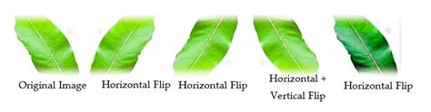 What Is The Classification Of Mango Leaf At Sandra Moody Blog